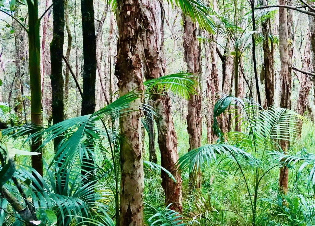 Garden Areas - North Coast Regional Botanic Garden