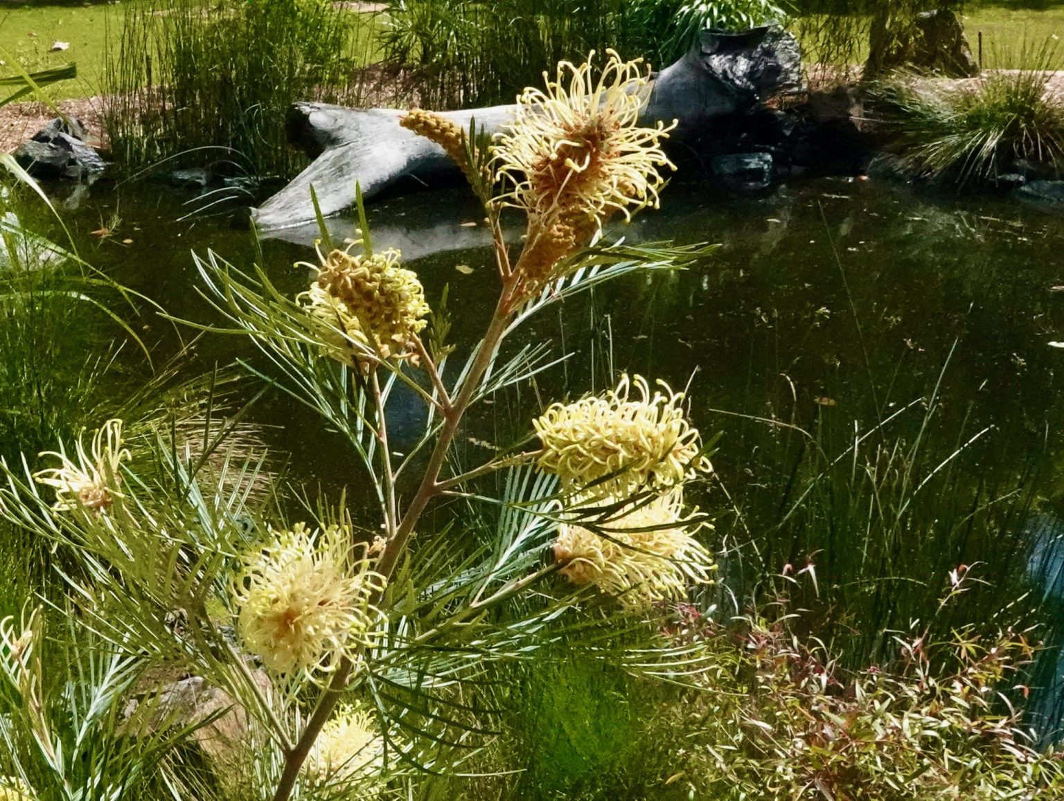Eastern Australia Native Flora - North Coast Regional Botanic Garden