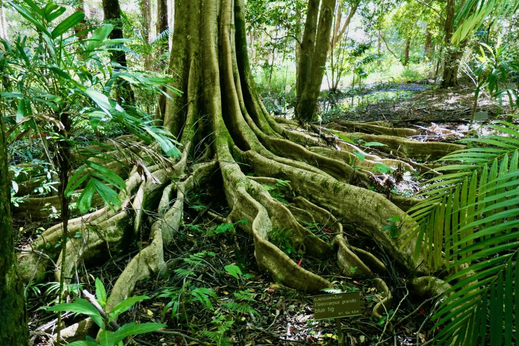 Rainforest - North Coast Regional Botanic Garden