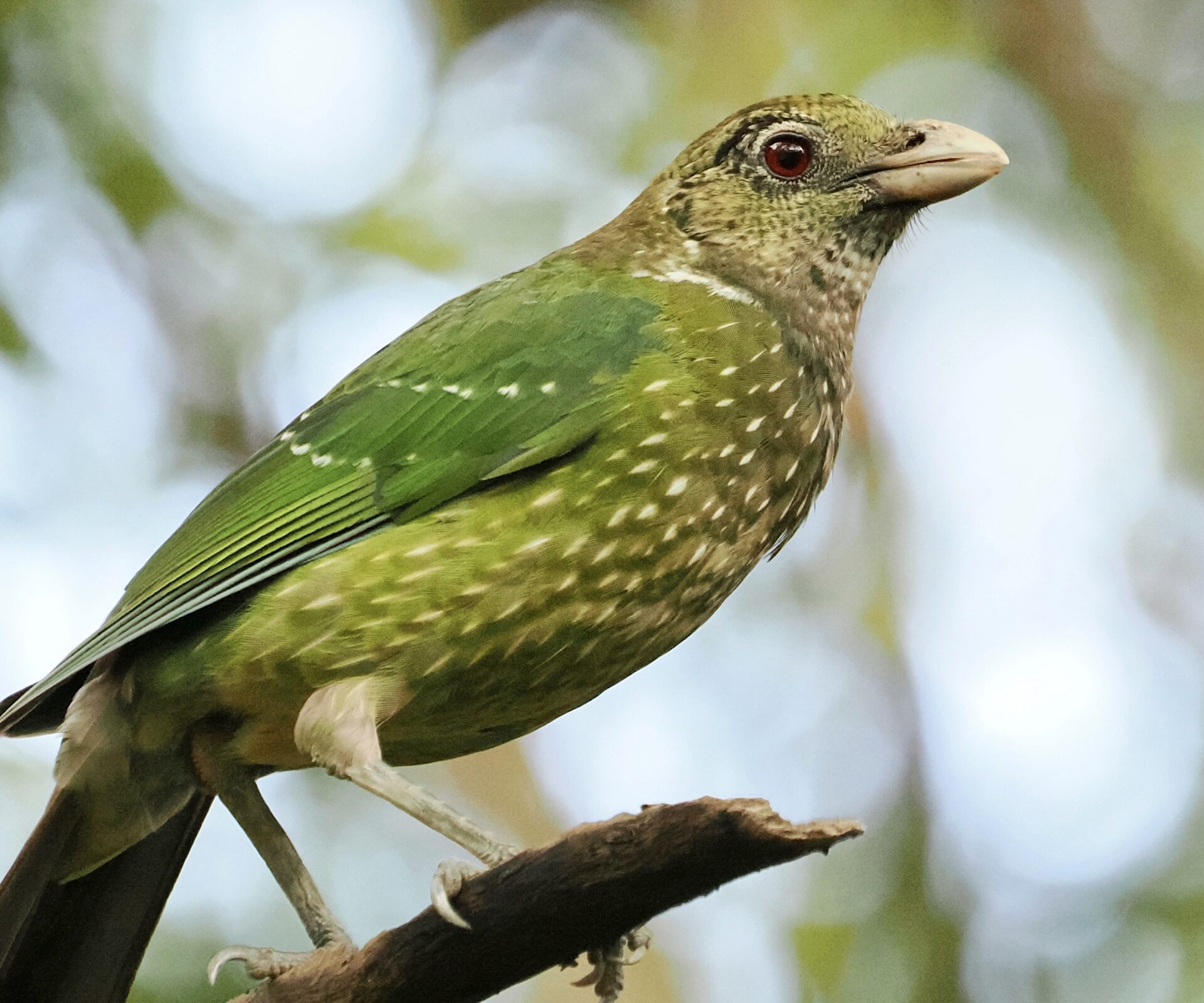 Bower Power - North Coast Regional Botanic Garden