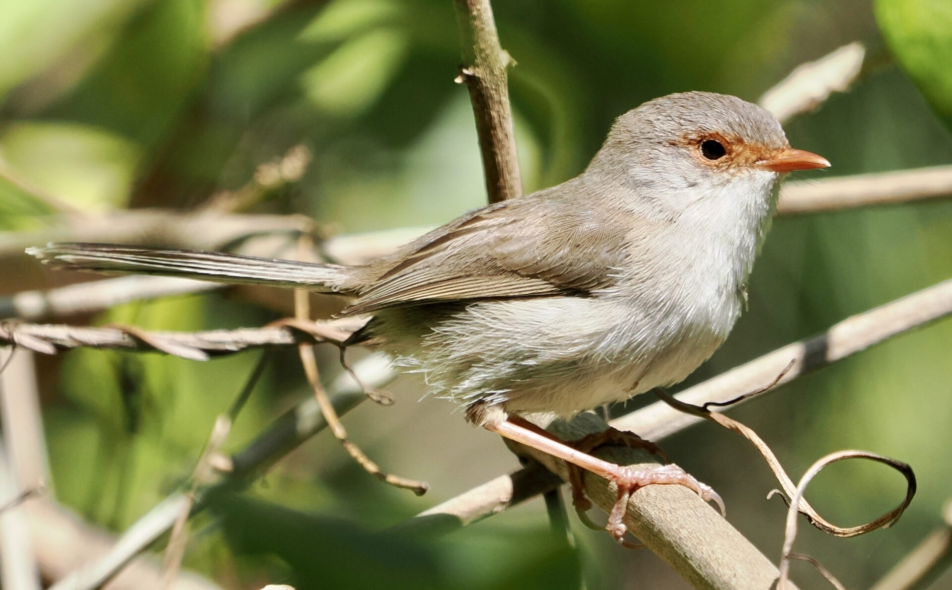 Fairy-wrens at the bottom of the garden - North Coast Regional Botanic ...