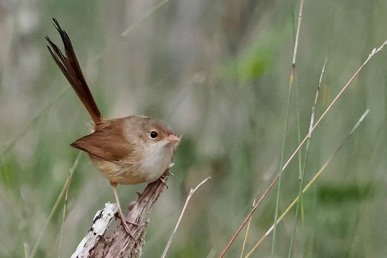 Female or juvenile red-backed fairy-wren with no colour around the eye ...