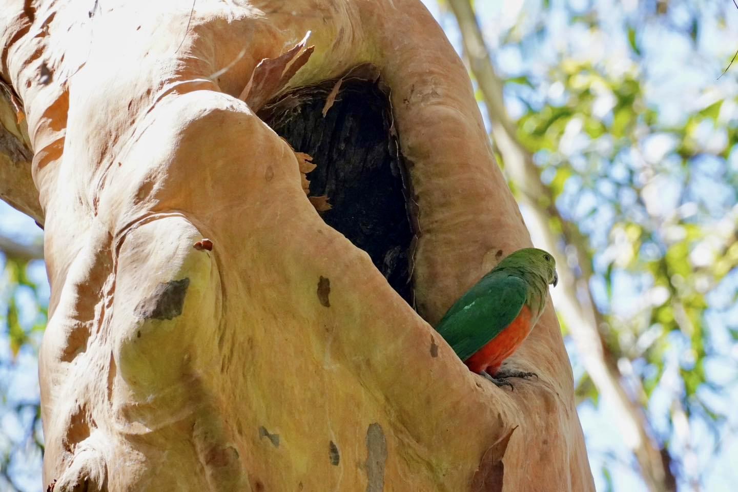 Tree Hollows - North Coast Regional Botanic Garden
