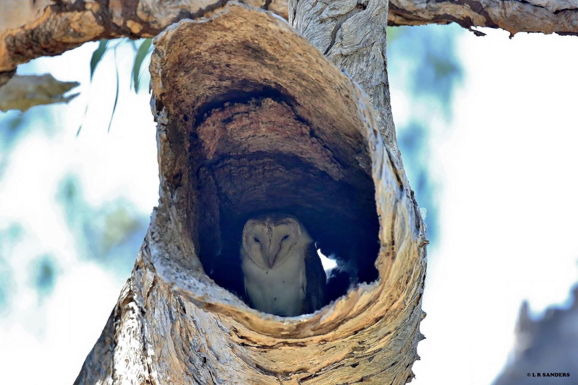 Tree Hollows - North Coast Regional Botanic Garden