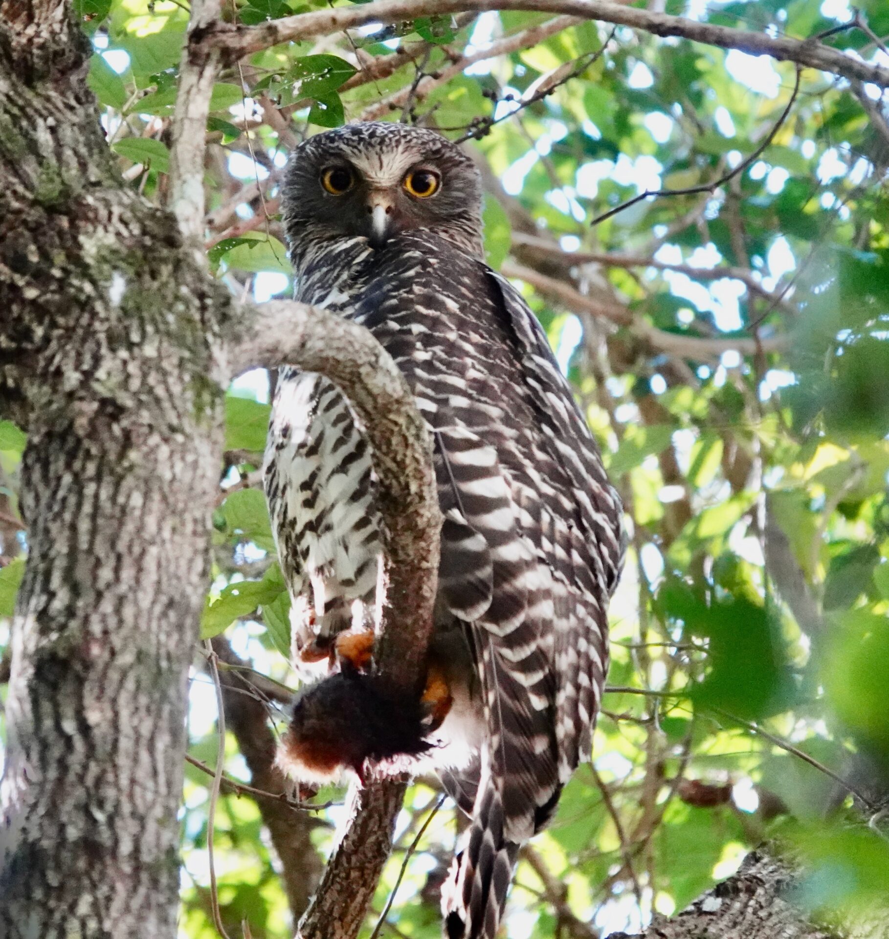 Learning Resources - North Coast Regional Botanic Garden