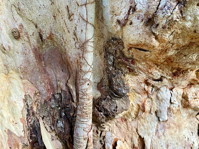 The Story of the Scribbly Gum Moth - North Coast Regional Botanic Garden