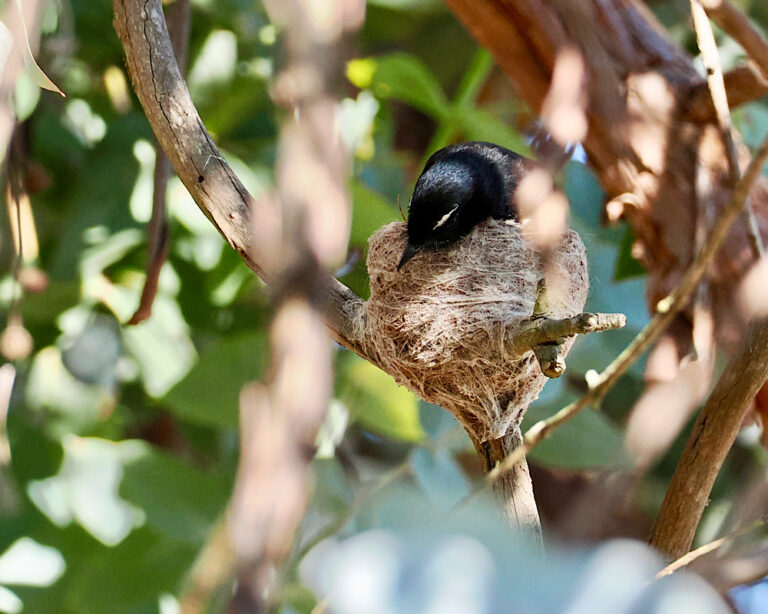 Nesting Season - North Coast Regional Botanic Garden