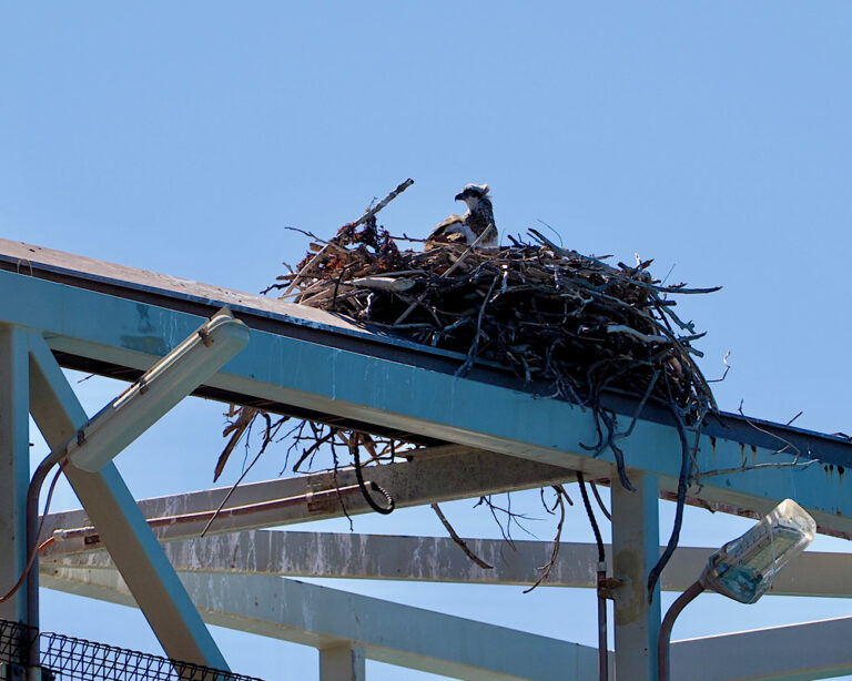 Nesting Season - North Coast Regional Botanic Garden