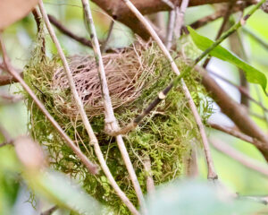 Nesting Season - North Coast Regional Botanic Garden