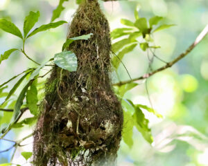 Nesting Season - North Coast Regional Botanic Garden