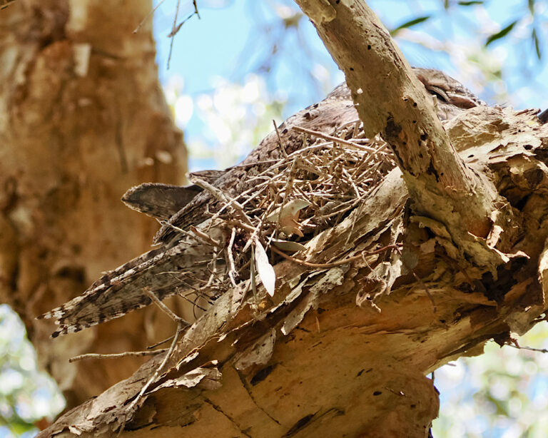 Nesting Season - North Coast Regional Botanic Garden
