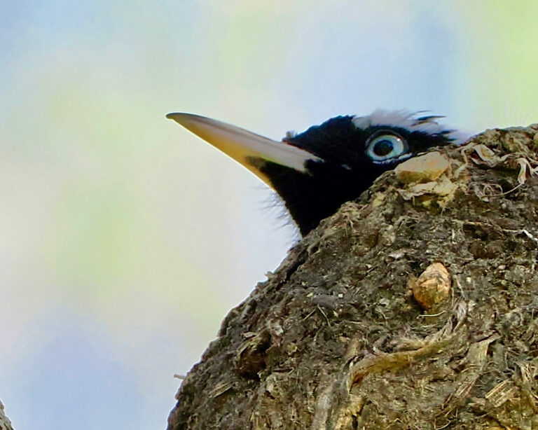Nesting Season - North Coast Regional Botanic Garden