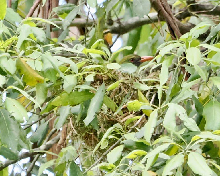 Nesting Season - North Coast Regional Botanic Garden