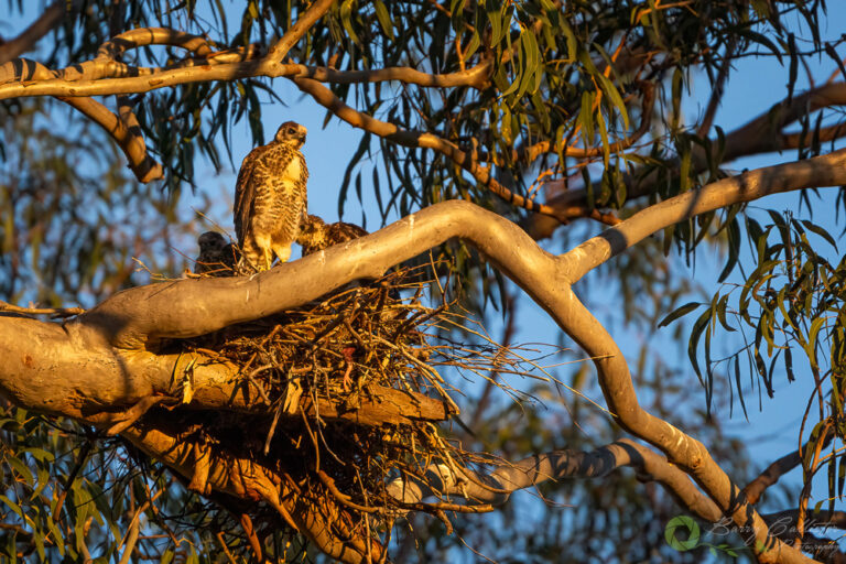 Nesting Season - North Coast Regional Botanic Garden